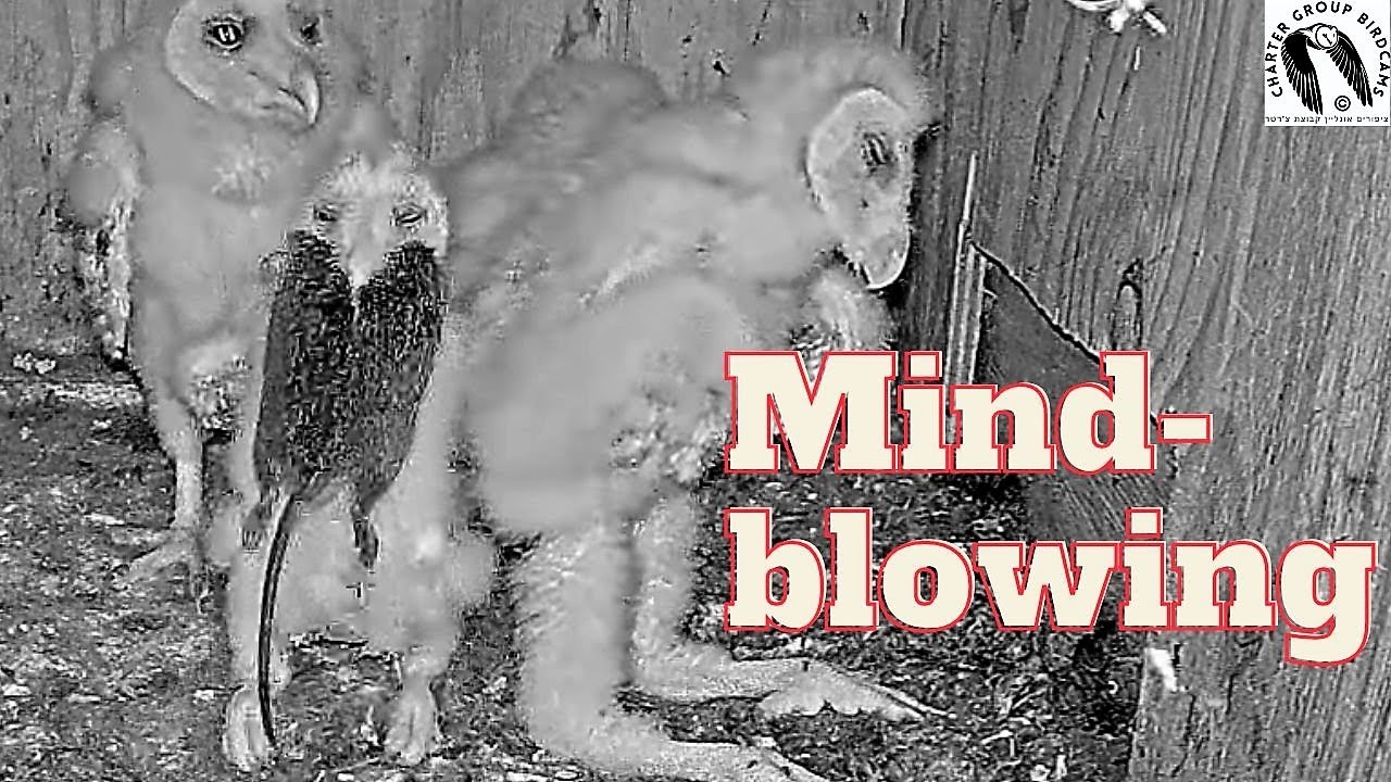 Unbelievable! Barn Owl Nestling Devours Enormous Rat in 4 Minutes - YouTube