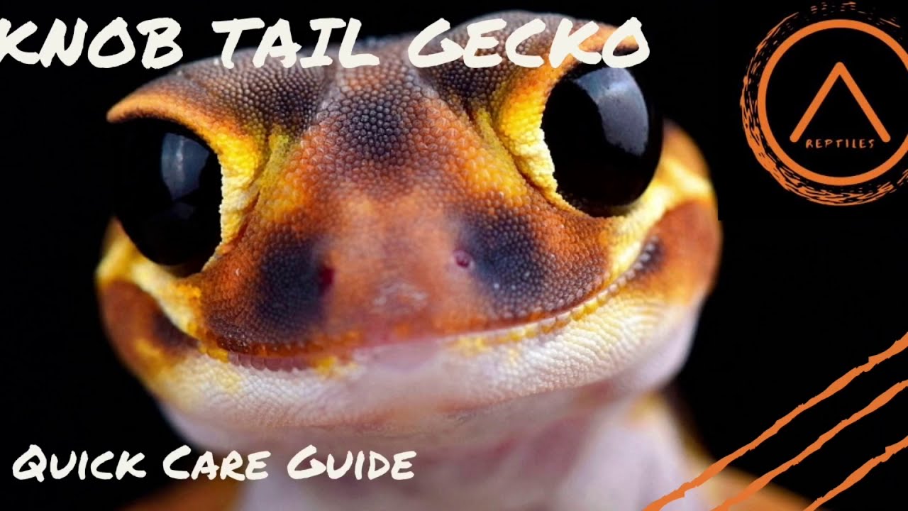 Knob Tail Gecko Quick Care Guide - YouTube