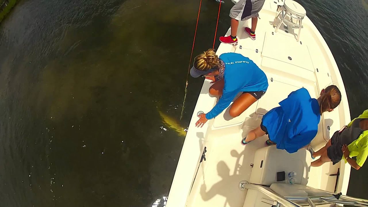 30 pound cobia shot while bowfishing for stingrays - YouTube