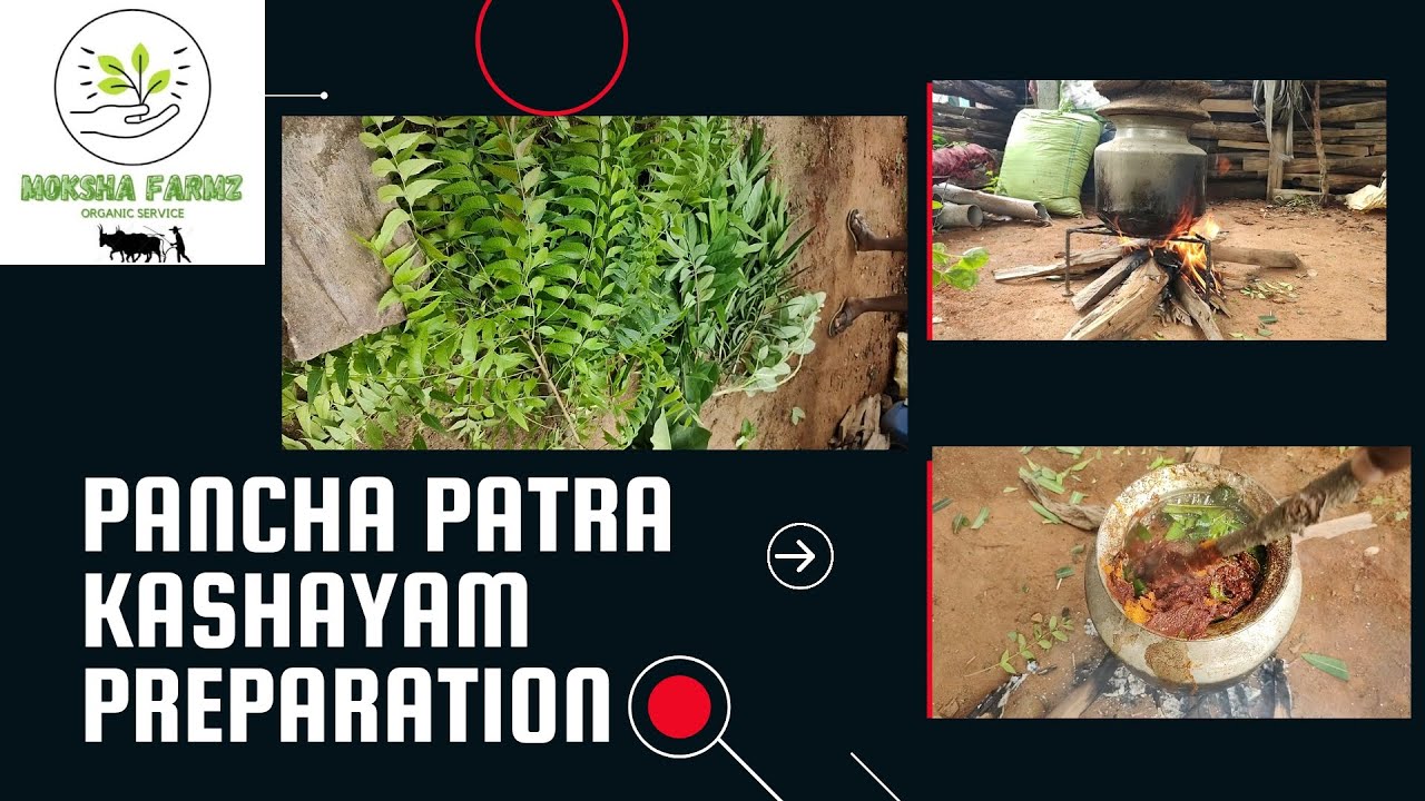 preparation of pancha Patra kashayam |#Subashpalekarfarming | #Moksha ...