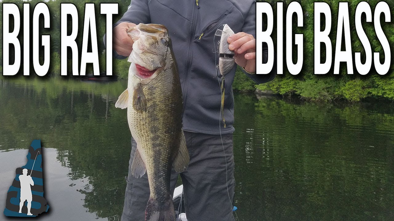 BIG Rat For A BIG Bass - YouTube