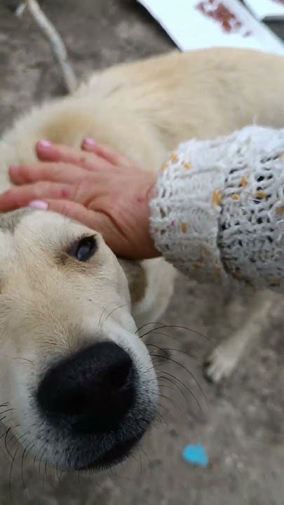 Собачка Нюша поела ЧаппиВоды ей налила Реквизиты для оказания помощи животным в шапке
