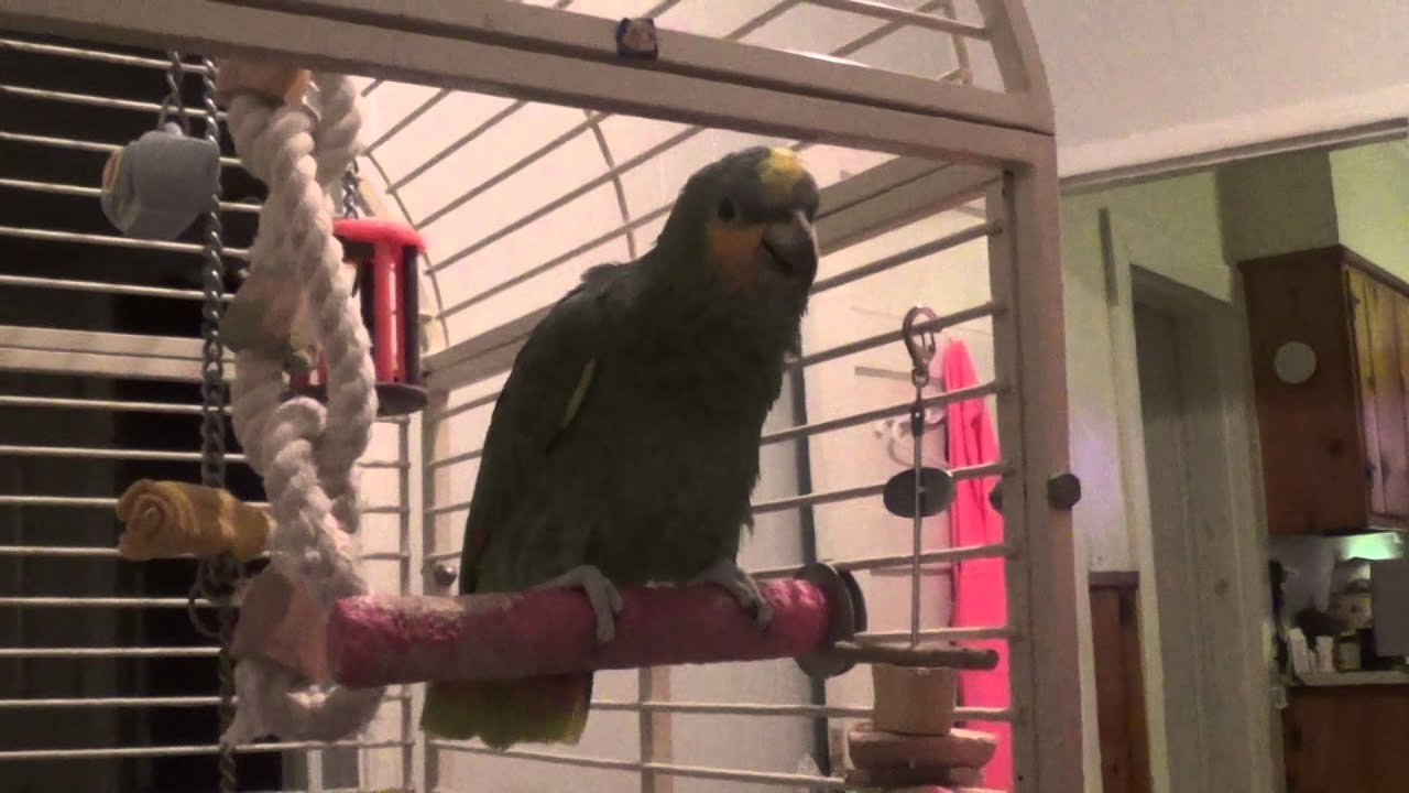 KING GEORGE****PARROT - YouTube