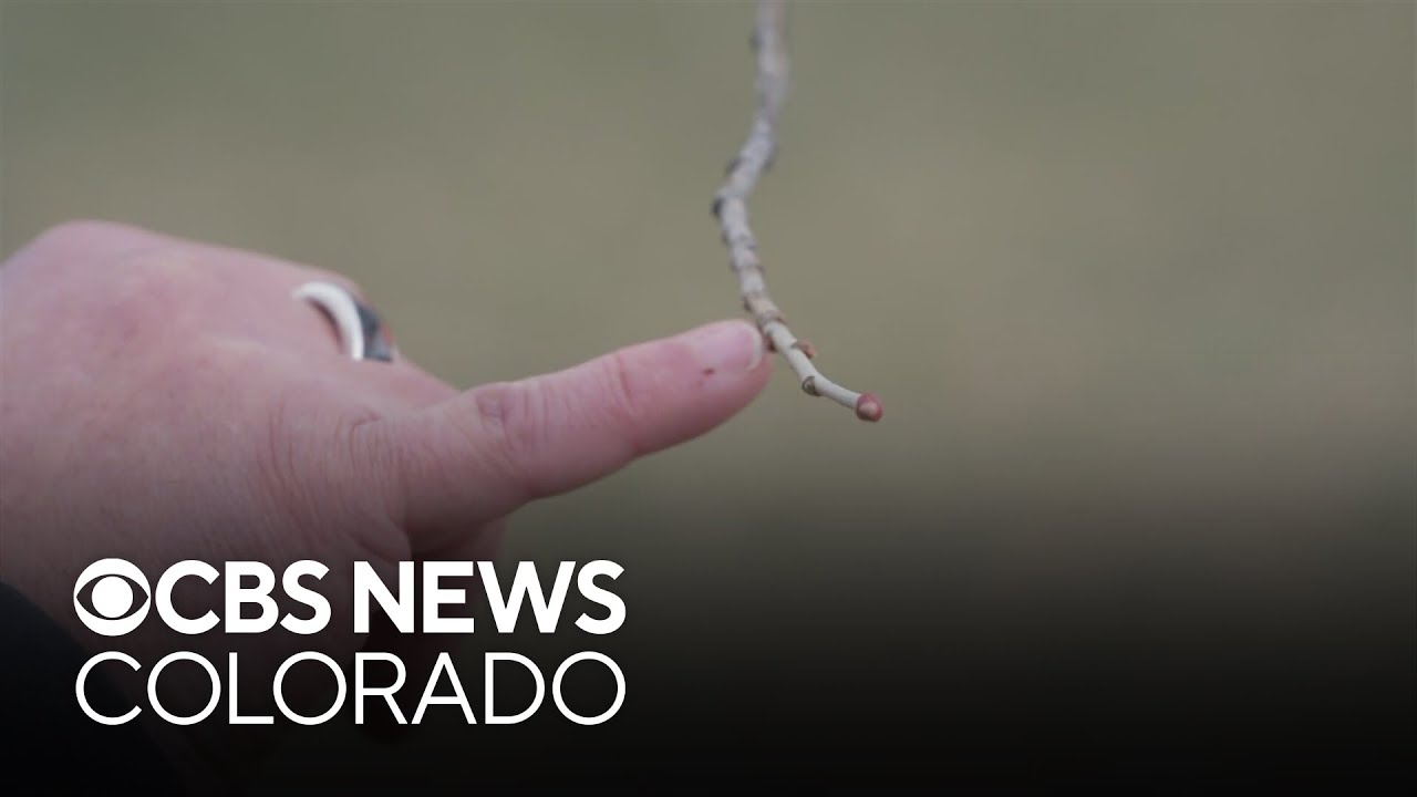 False Spring? Warm December temps coax many Colorado trees into early ...