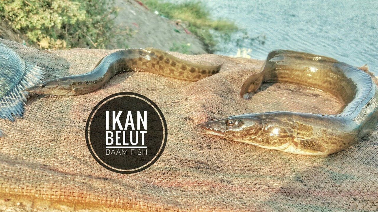 🐟 Amazing Fishing|Indian Eel Fishing|Baam Fish Catching|🎣|Awesome Fish ...