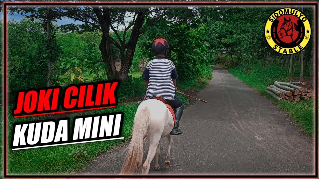 UJI COBA TUNGGANGI!! Kuda Mini Putih Sidomulyo Stable | MINIATURE HORSE ...