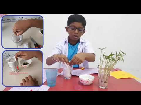 Ramsey's Mung Beans Seed Germination Experiment, Year 1 - YouTube