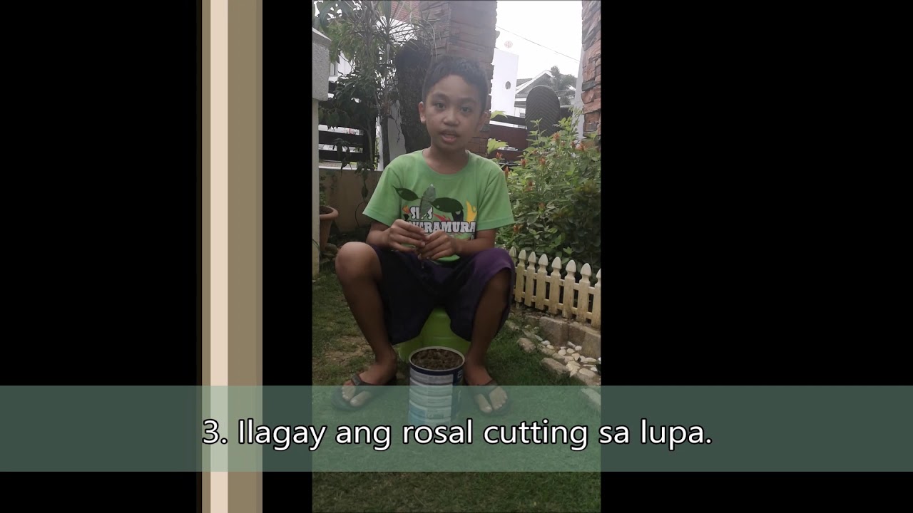 Mikhail EPP- Pasanga/ Cutting of Rosal Plant - YouTube