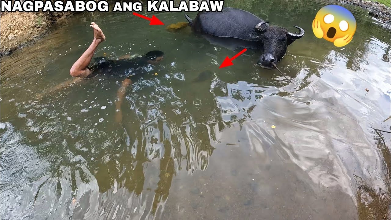 Anglaki ng carpa kulay itim nasa ilalim ng kalabaw sumuot, muntik na sa ...