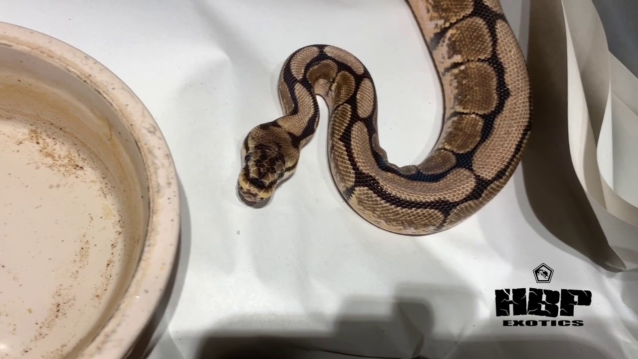 Our spider ball pythons - YouTube