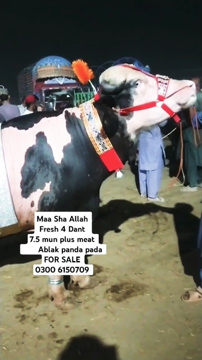 Ablak Pada 7.5 Mun Wazan ka Fresh 4 Dant For Sale | Qurbani 2025 Special #gfcowmandi - YouTube