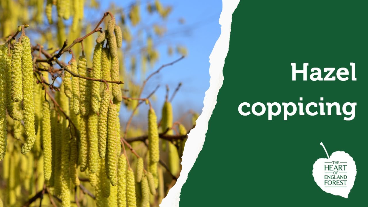 Woodland and Habitat Management: Hazel coppicing - YouTube