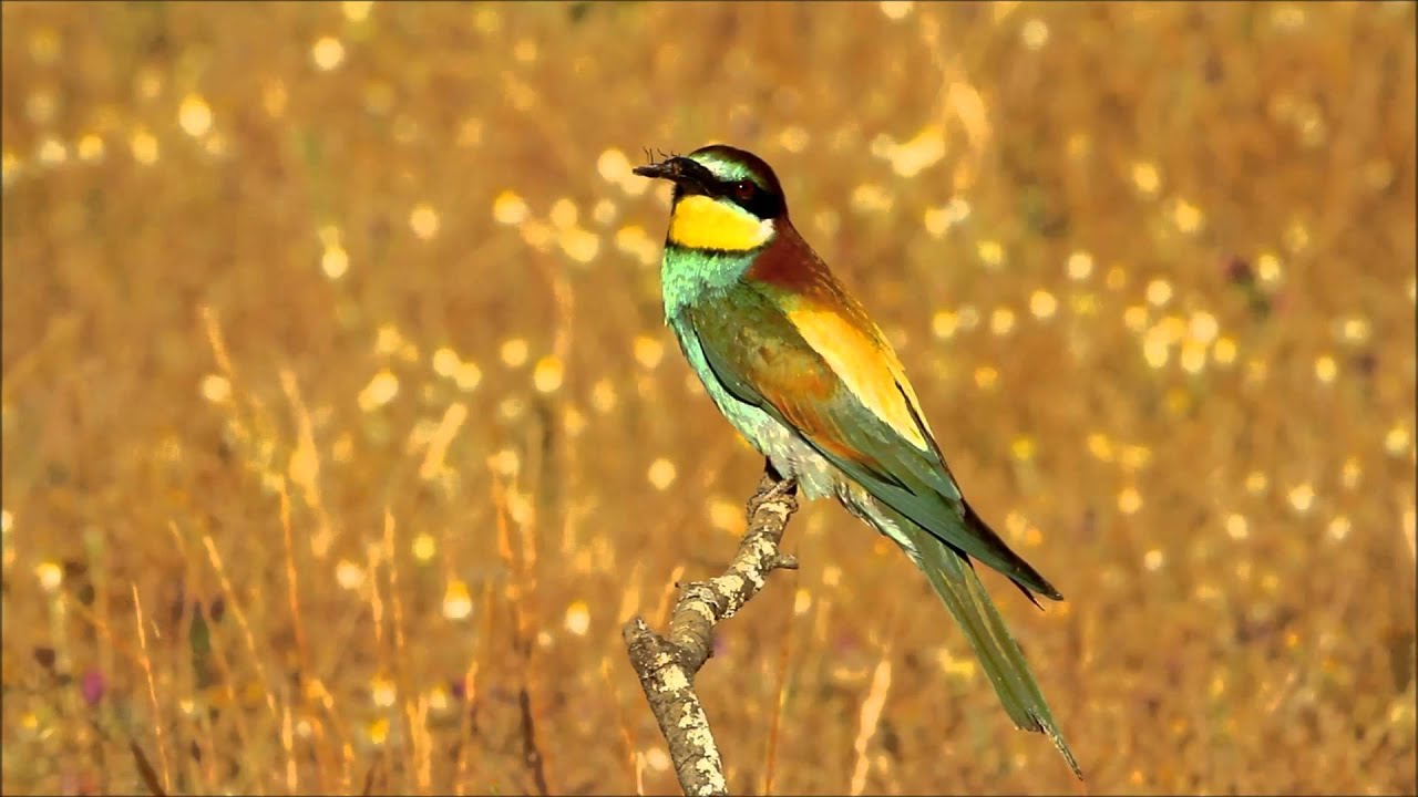 Birds of Extremadura, Bijeneter Extremadura 2013 Finca Las Abubillas ...