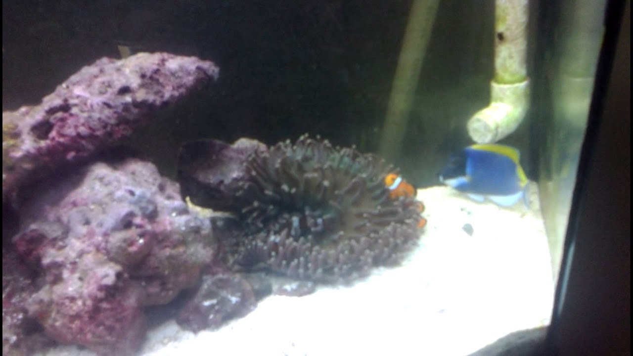 Derped fish! ;^) - YouTube