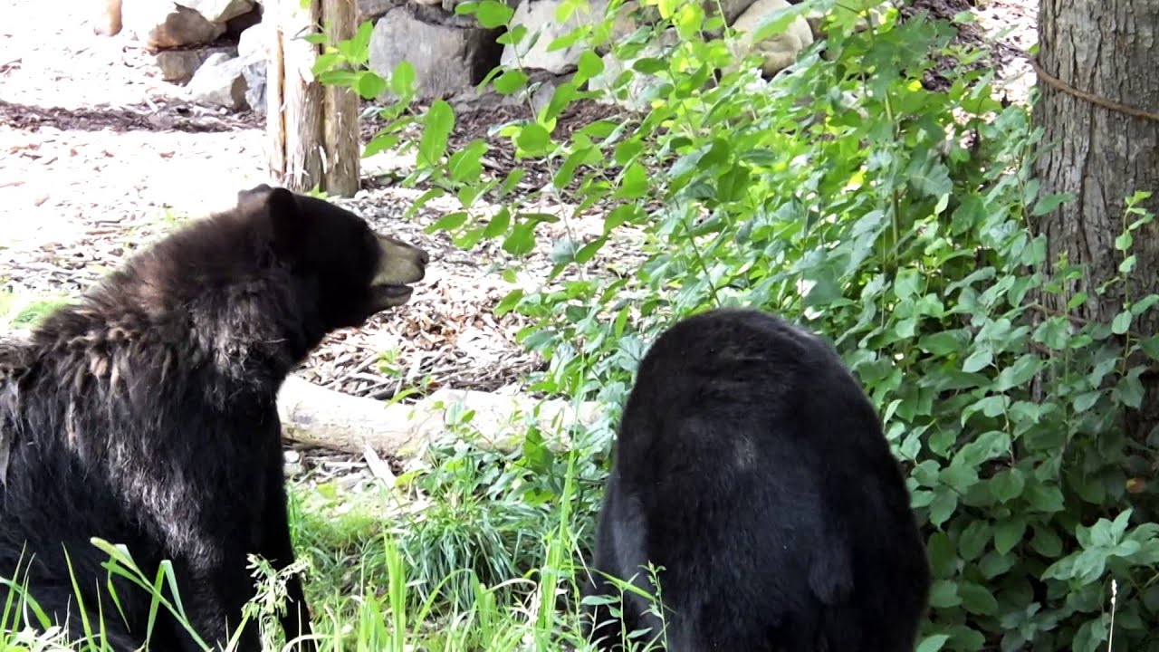 Zoo Ecomuseum - Juno et Genie se rencontrent! - YouTube