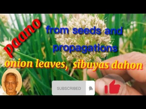 Paano from seeds and propagations onion leaves sibuyas dahon , Tholits ...
