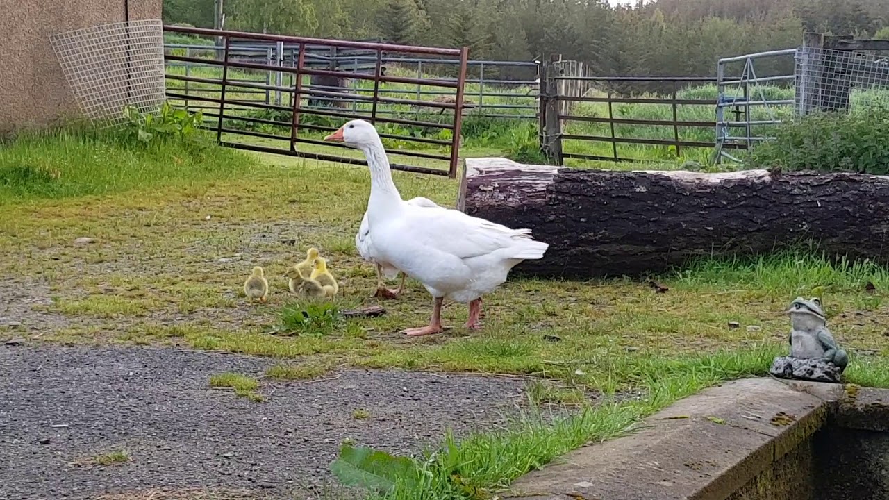 Cat .v. Geese - Who is smarter? - YouTube