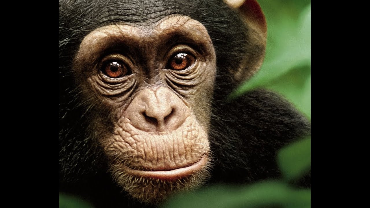 SCHIMPANSEN Trailer deutsch german [HD] - YouTube