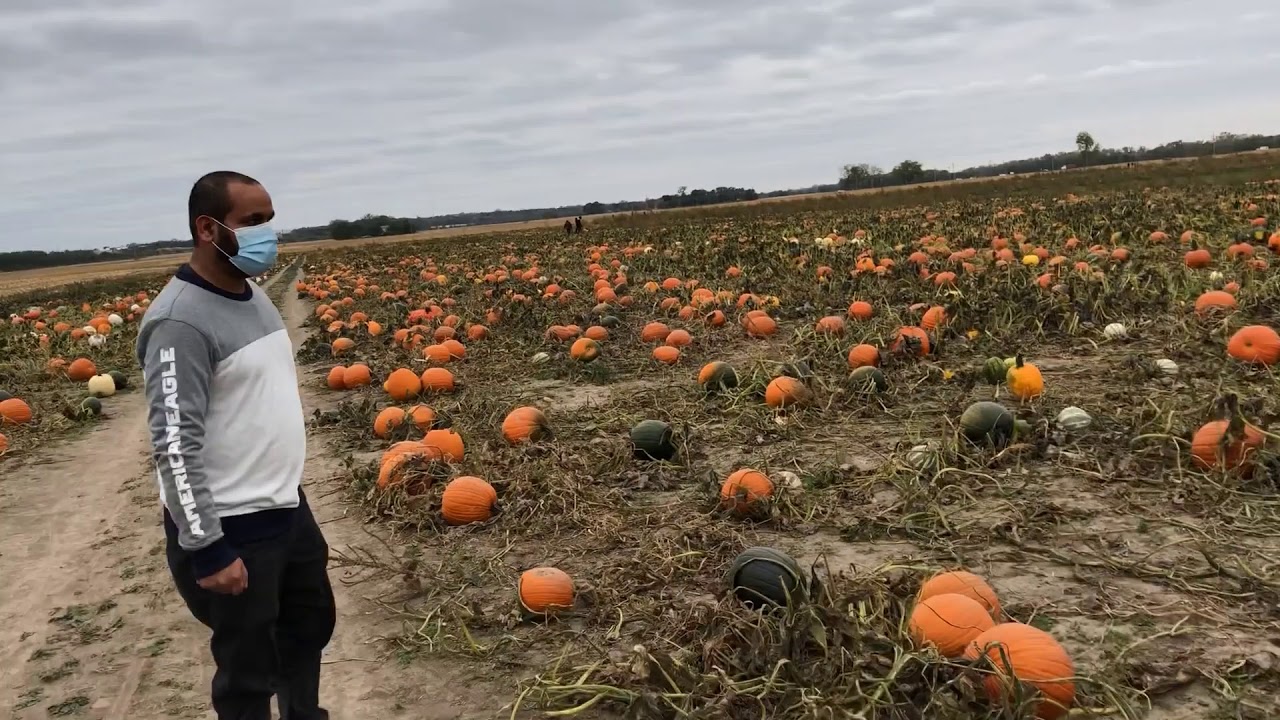 Halloween pumpkin hunting!!! - YouTube