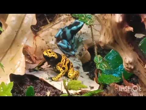 Древолазы - YouTube