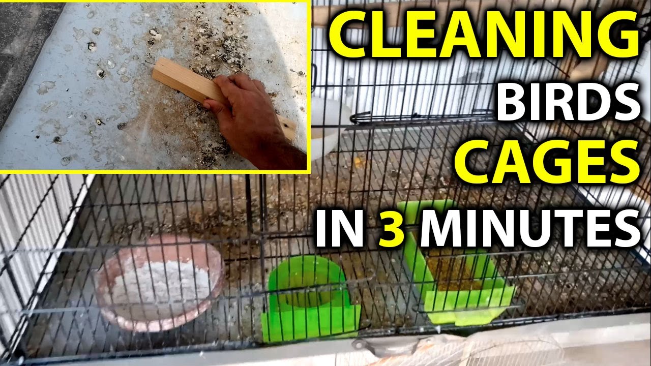 Importance Of Cleaning Birds Cages | Cage Ki Safae | How to Clean Tray ...