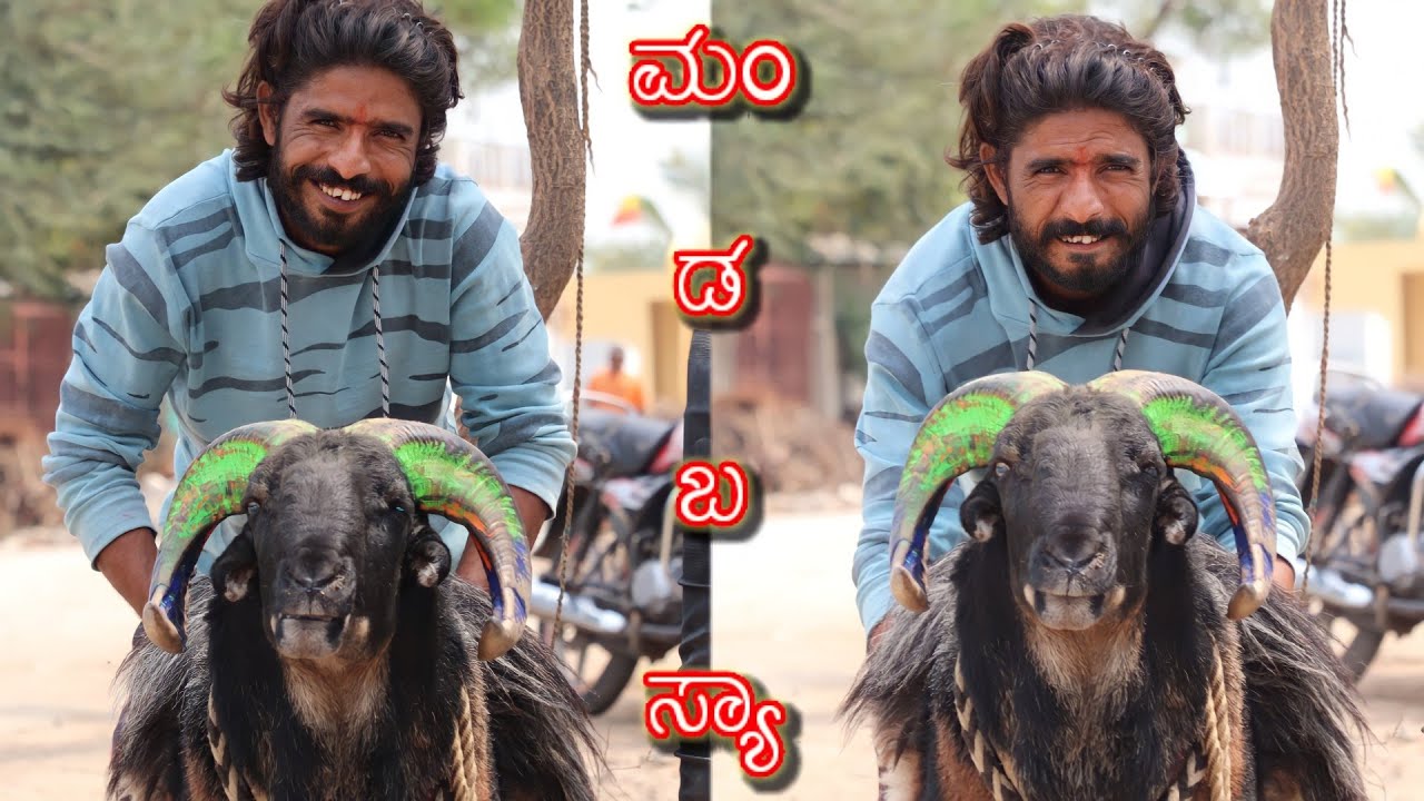 ಮಂಡ ಬಸ್ಯಾ ಟಗರಿನ ಪರಿಚಯ ( manda basya karnataka sheep )( Huvilagola ...