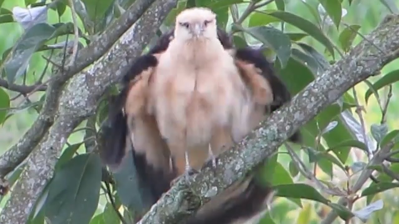 Cozy bird shaking its wings - YouTube