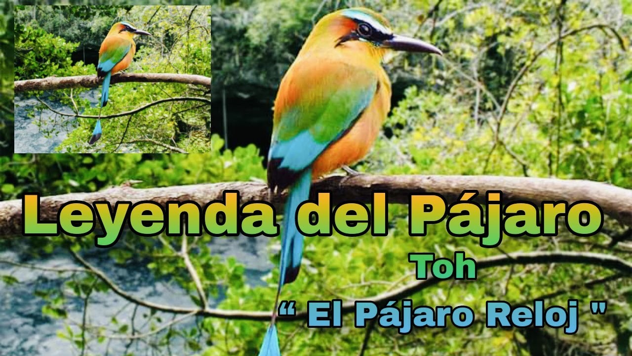 Historia del Pajaro Toh “ El Pajaro Reloj “🦜🕰 En Maya - YouTube