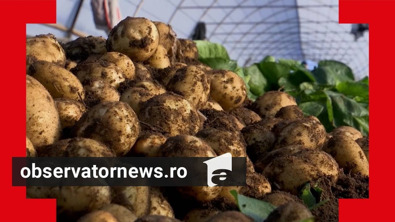 Maxim a investit 10.000 de euro în afacerea lui, dar roadele sunt pe ...