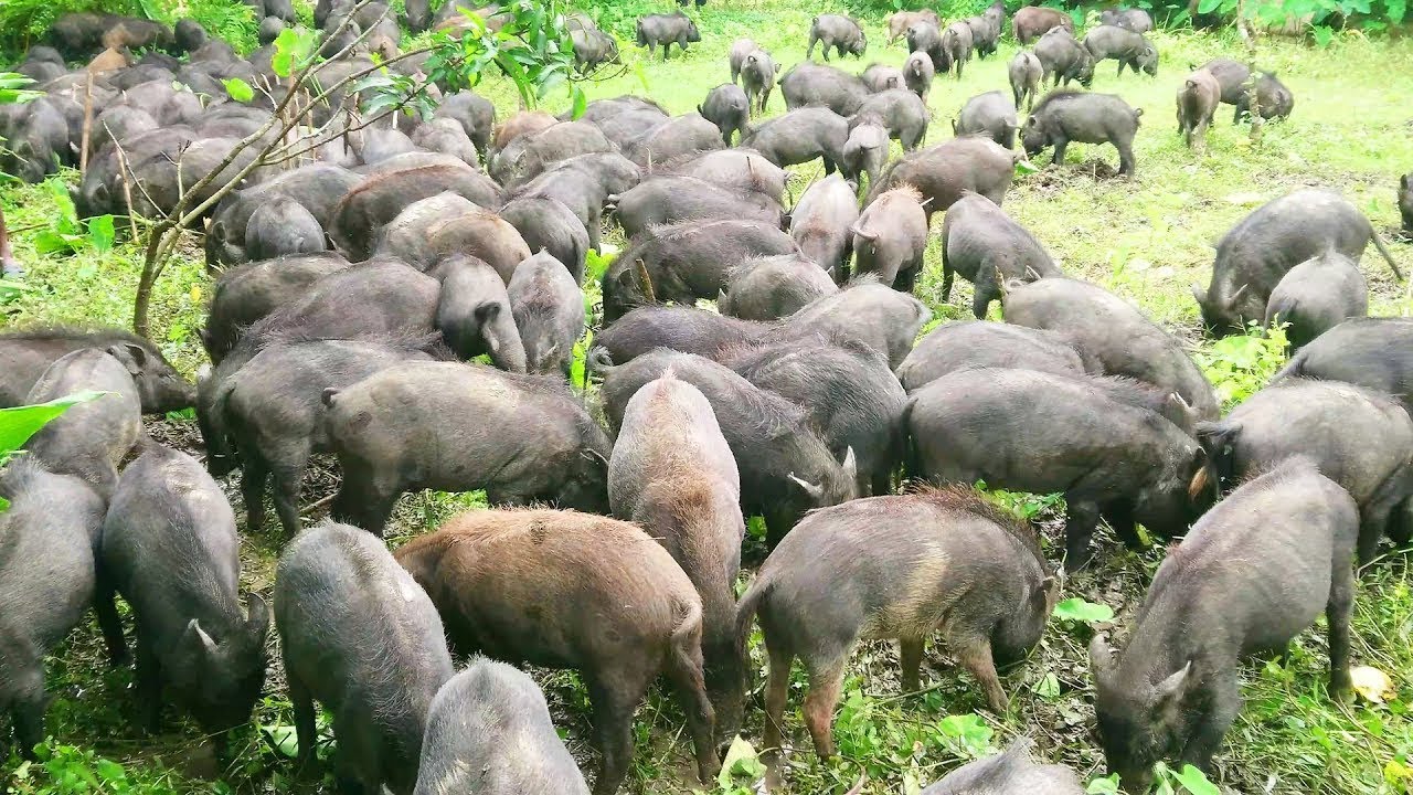 How Black Pig Farming Swine Processing Meat, Open Range Black Pig ...