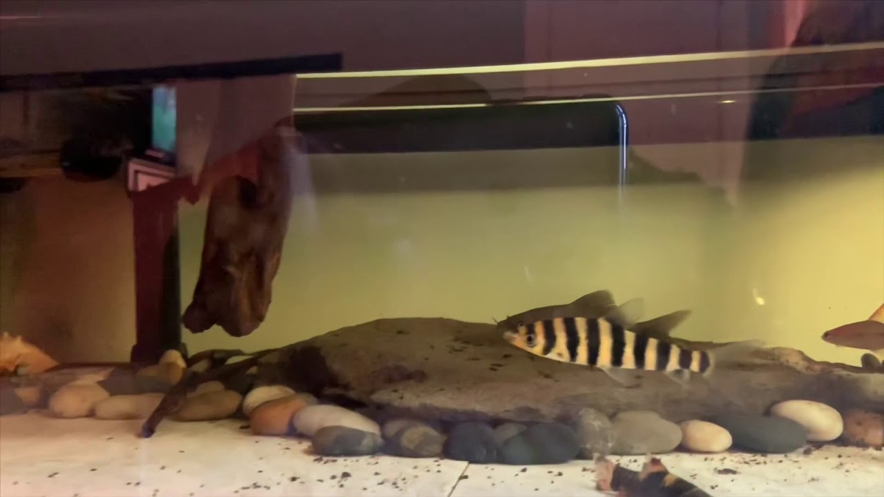 NEW COSMIC BLUE Rainbow Shark !! - YouTube