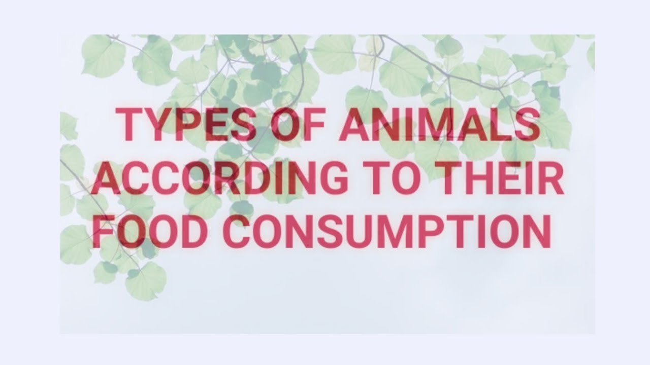 Types of Animals according to their food consumption - YouTube