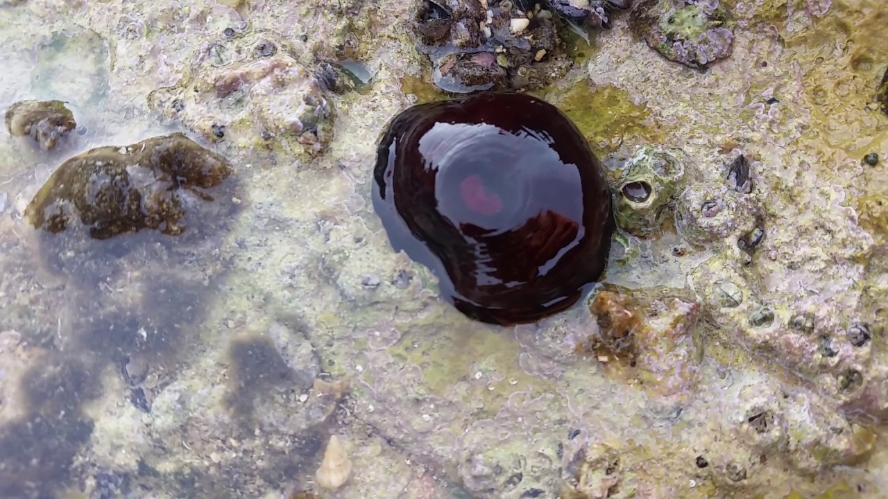 NAJČUDNIJE ŽIVOTINJE NA SVIJETU...CRVENA MORUZGVA ILI VLASULJA NA PLAŽI ...