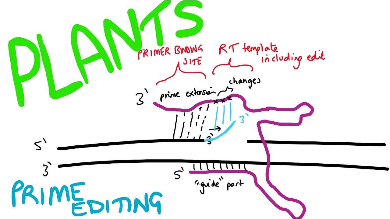 Prime editing in plants; modifying genes in rice and wheat - YouTube