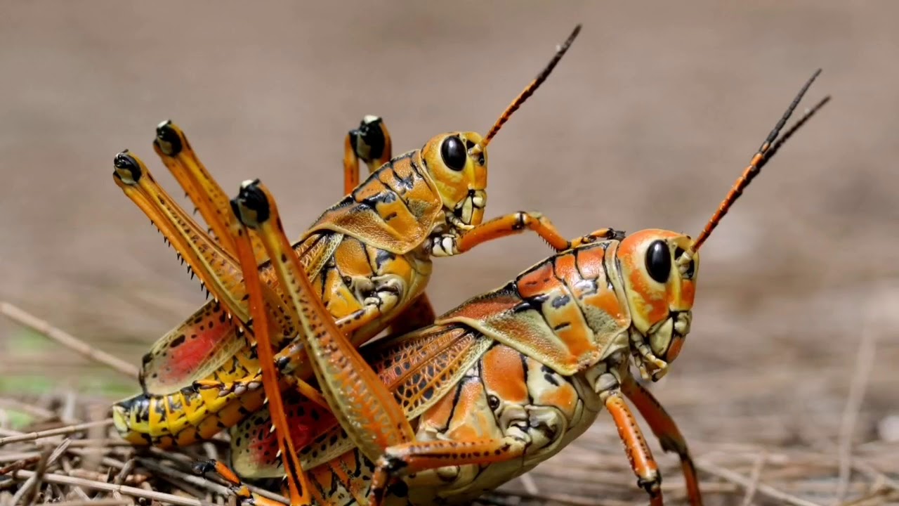 Mga iba't-ibang uri ng mga tipaklong. - YouTube