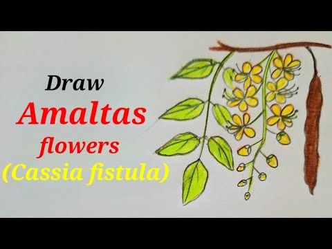 Amaltas flower drawing easy, draw amaltas easy, Cassia fistula drawing ...