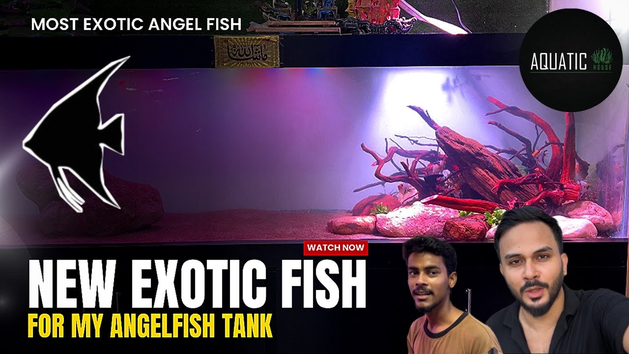 My First Exotic Angelfish Pair | Something Rare Just Entered My FishRoom - Imran's World - YouTube