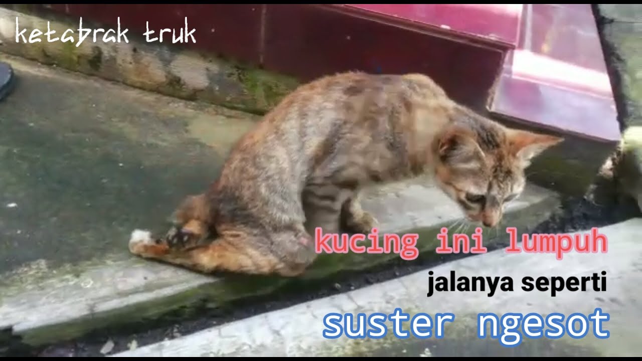 Kucing Malang Kakinya Lumpuh di Lindas Truk - YouTube