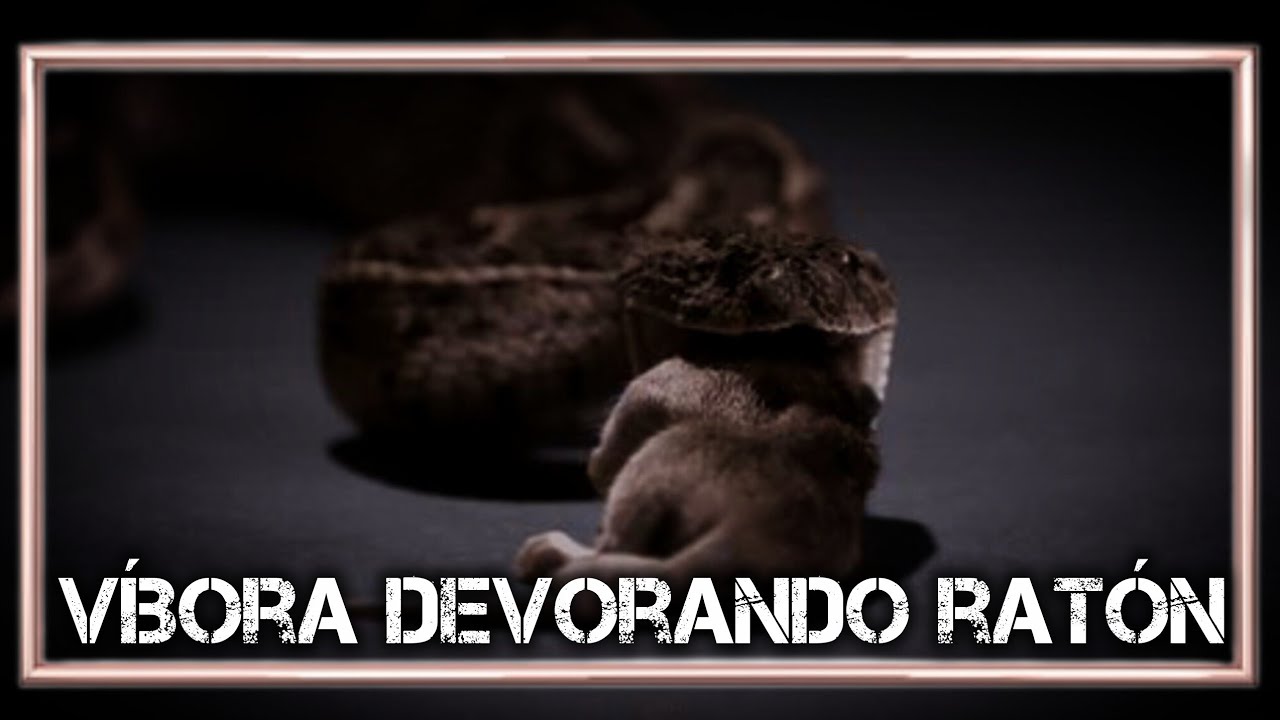 Víbora bufadora devorando ratón entero - YouTube