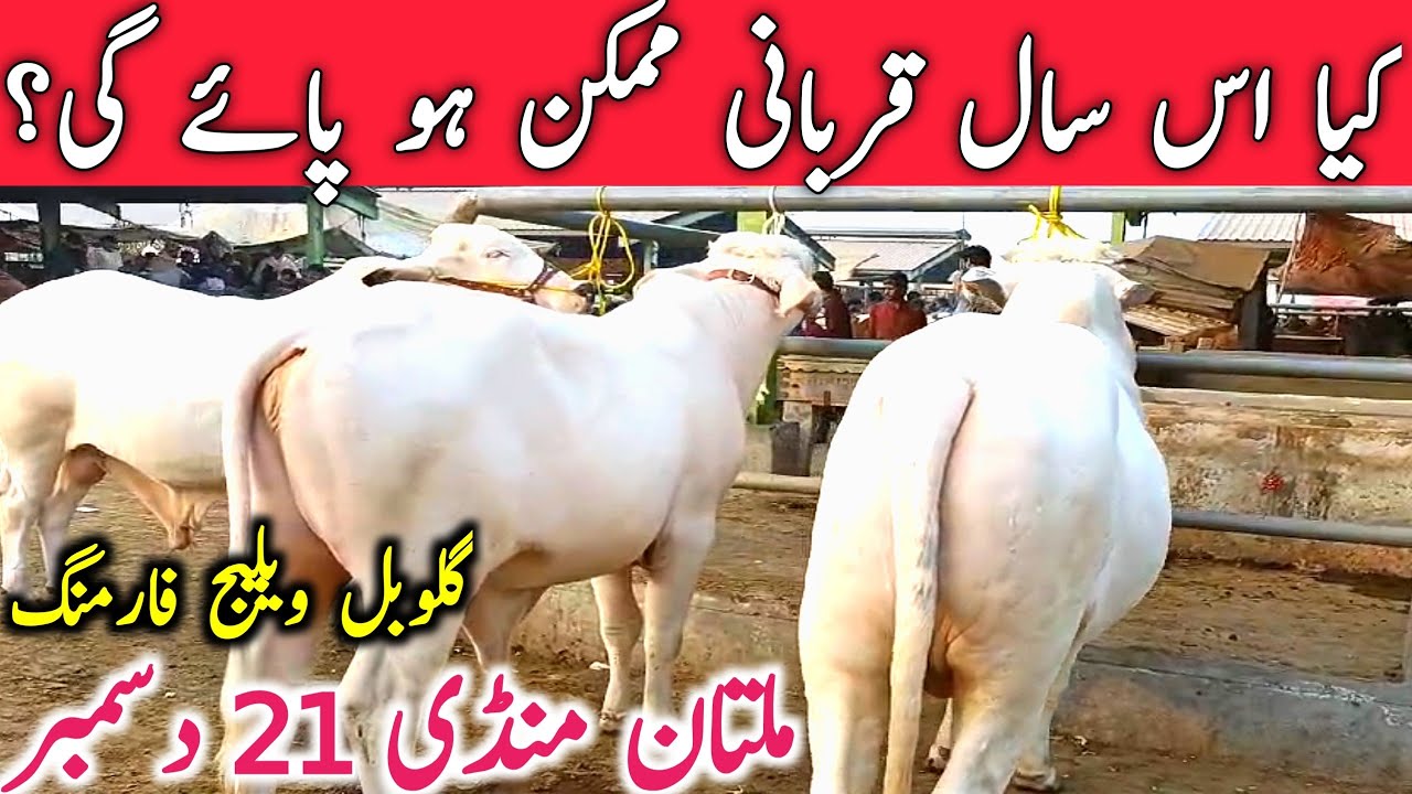 Today Multan Cow Mandi Fresh Video | Multan Mandi ki Video || Global ...