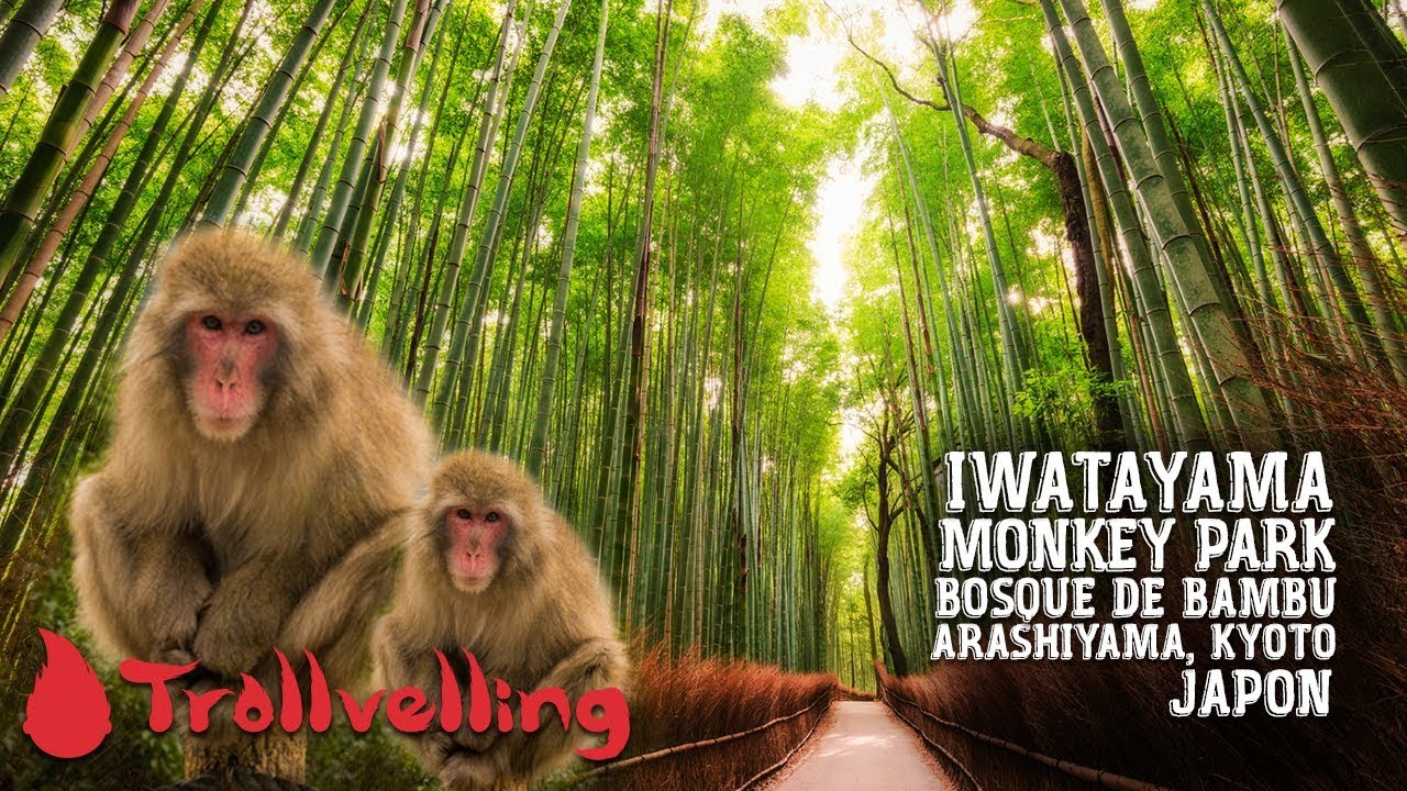 Iwatayama Monkey Park y Bosque de bambu - Arashiyama, kyoto, Japon ...