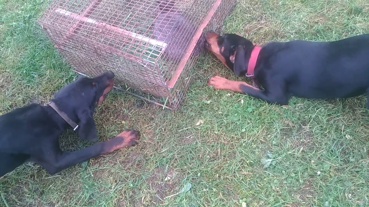 Copoi ardelenesc in varstra de 4 luni - YouTube