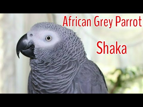 African Grey Parrot Talking And Whistling - YouTube