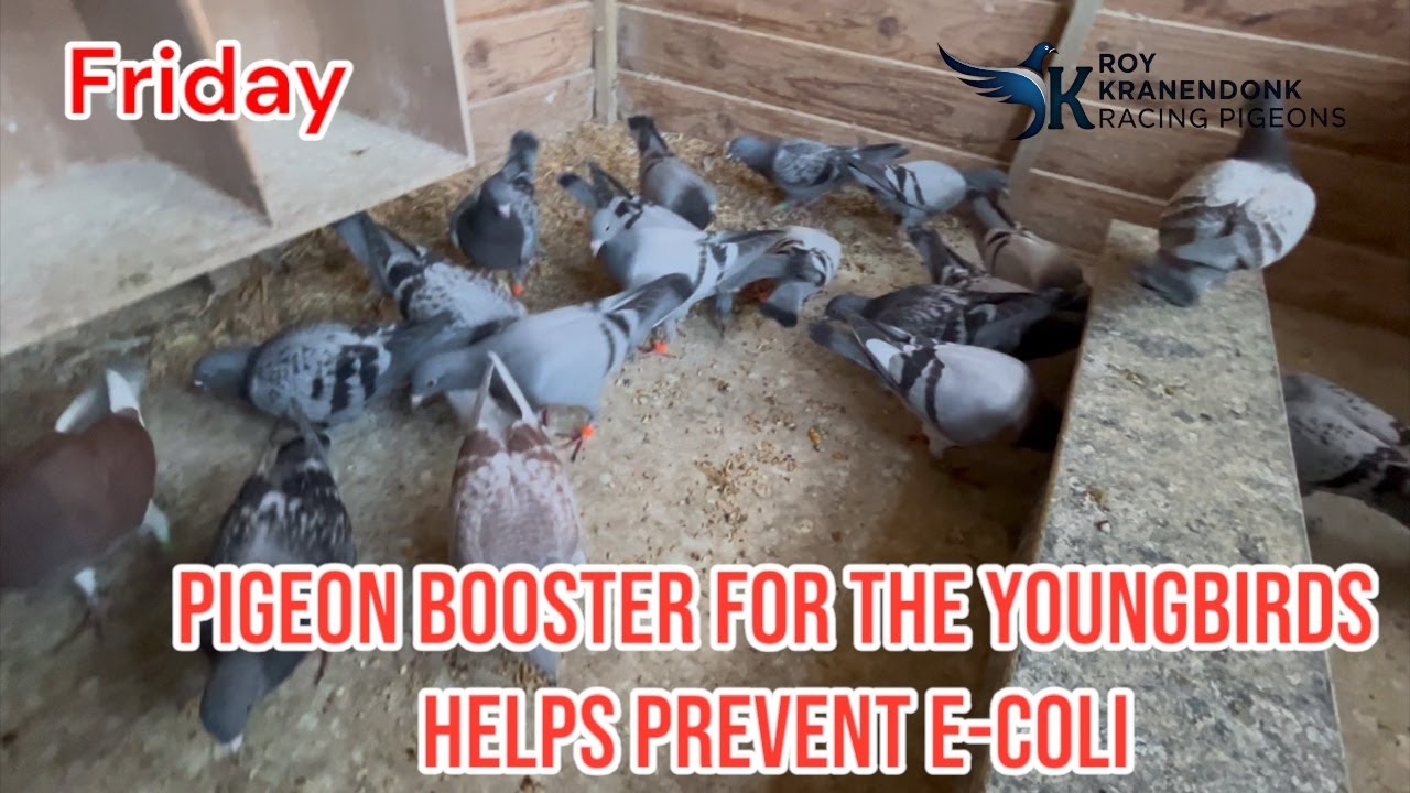 Friday | Pigeon booster for youngbirds | helps prevent E coli ...