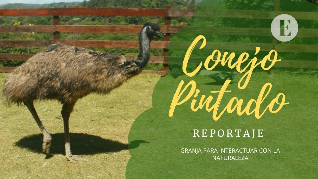 Conejo Pintado: una granja para interactuar con la naturaleza - YouTube