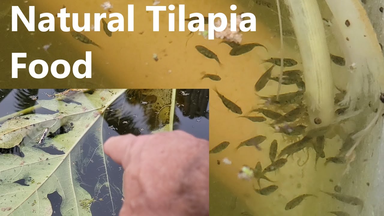 Feeding Tilapia Papaya and Banana Natural foods for your fish - YouTube