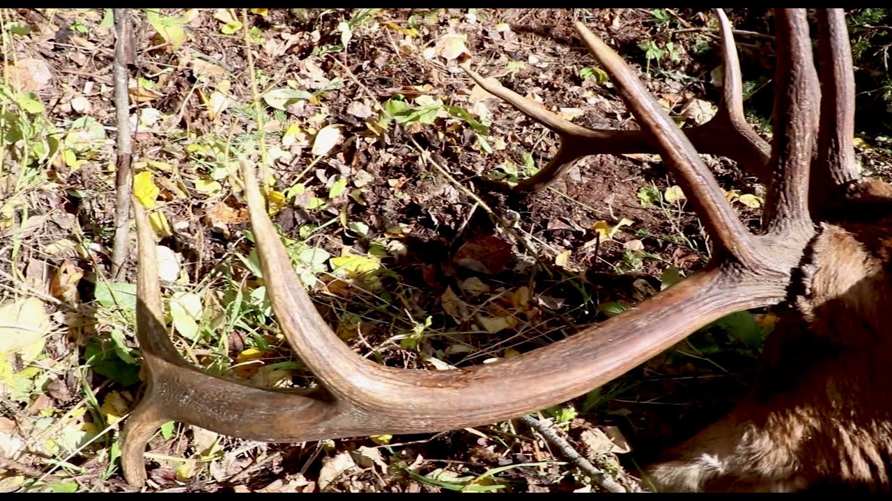Northern Alberta Screaming Bull Elk - Non-Stop Action - YouTube