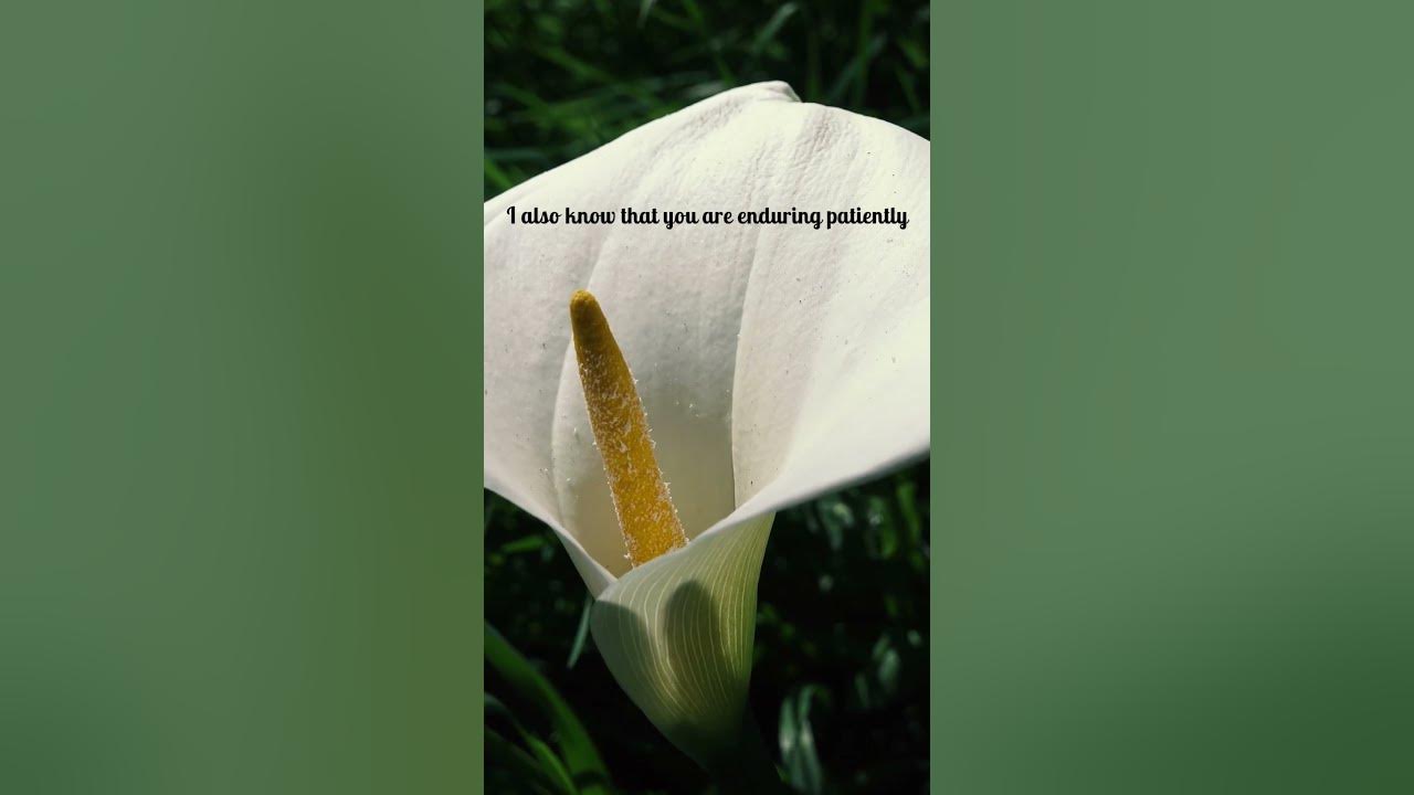 Revelation 2 1 4 Abandoned The Love You Had At First revelation-2-1-4-abandoned-the-love-you-had-at-first
