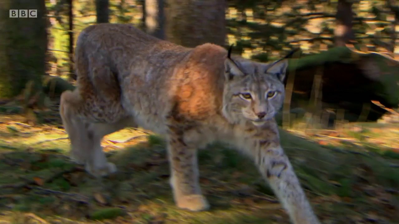 Rewilding the UK with Lynx - YouTube