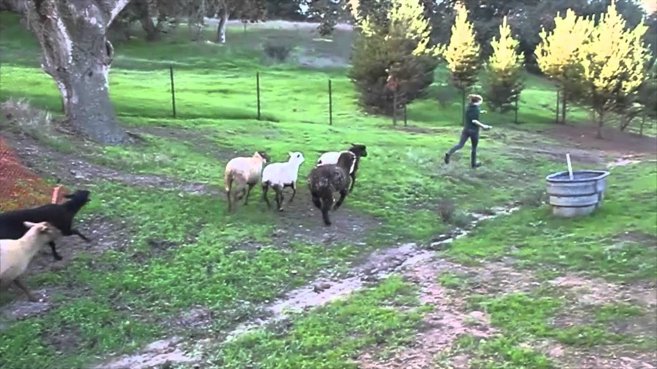 Adoptable Sheep at the SPCA for Monterey County - YouTube